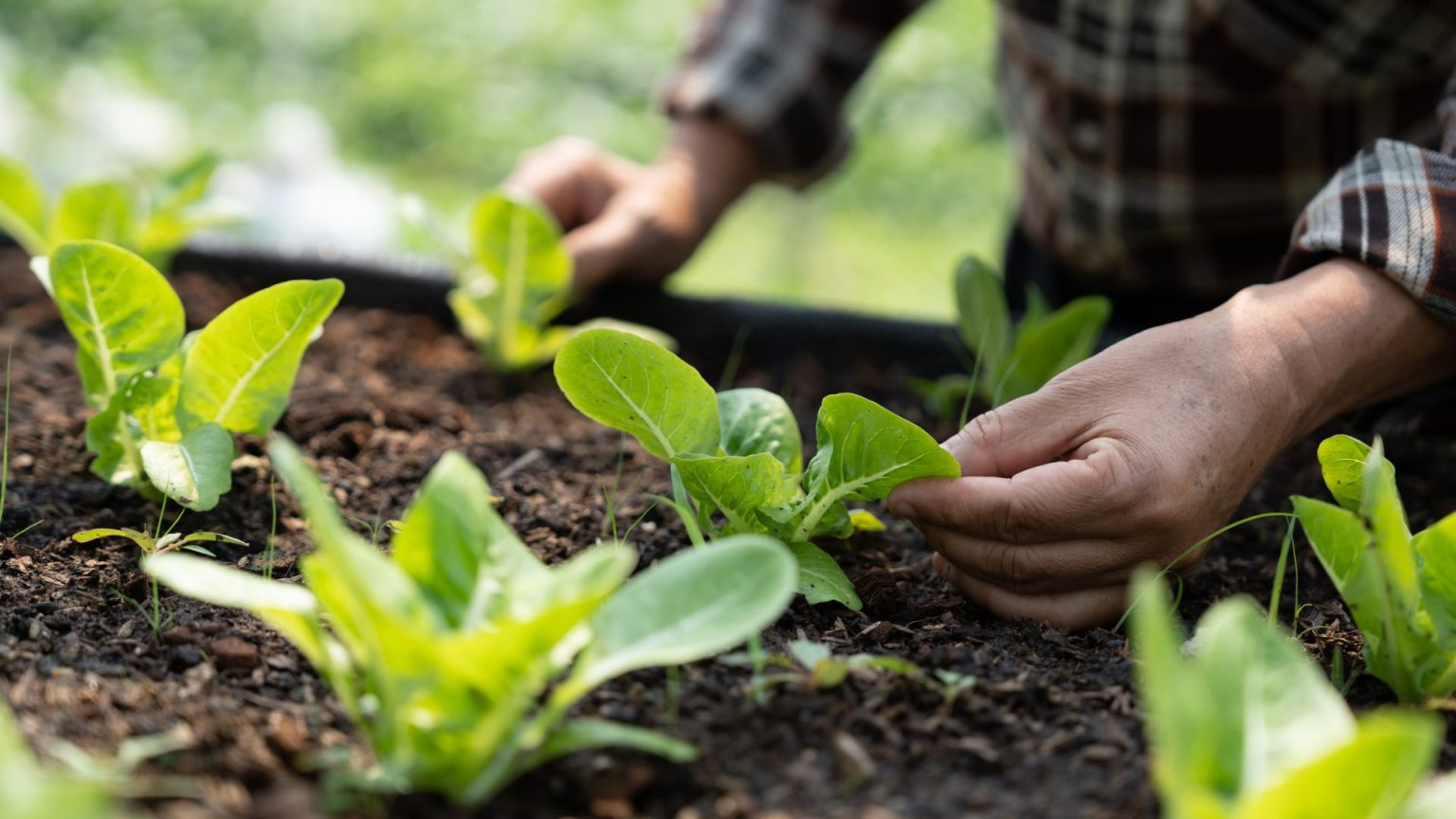 Modernizing Agriculture for a Greener – Agroponix