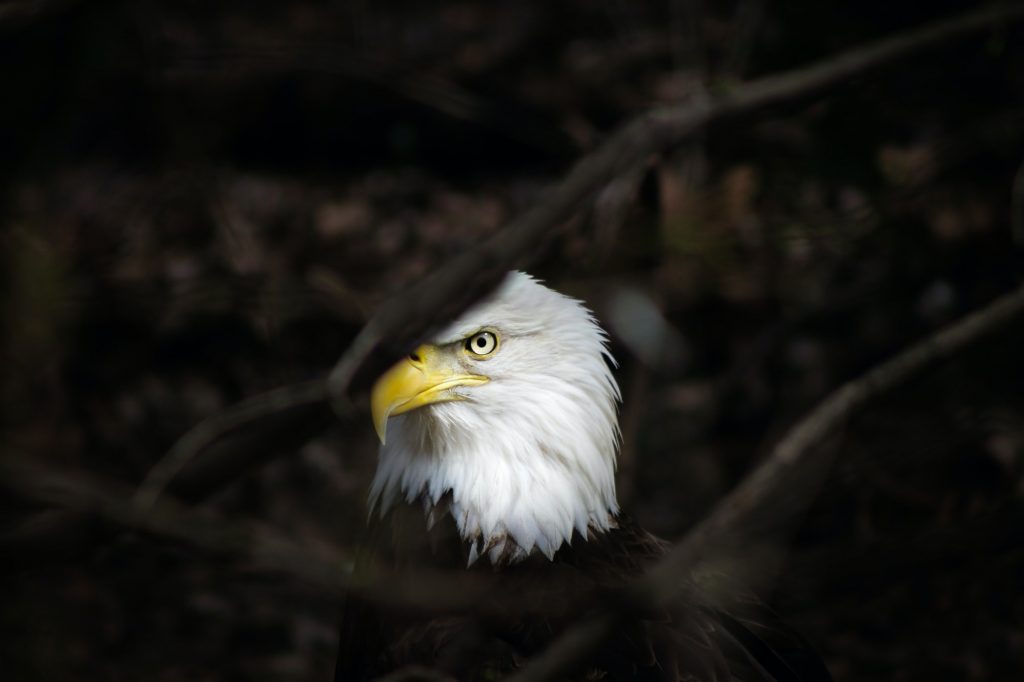 Attraction – Zooland